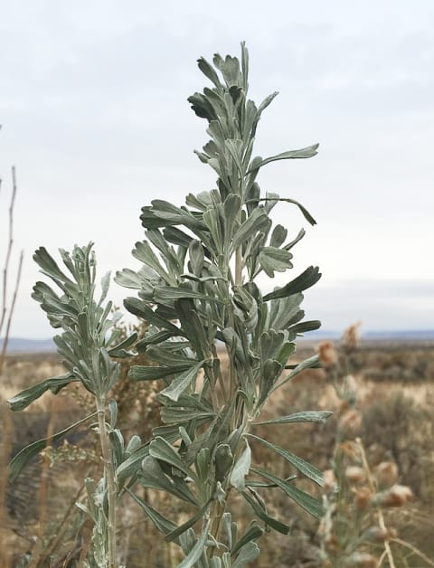 Sagebrush: the symbol of resilience